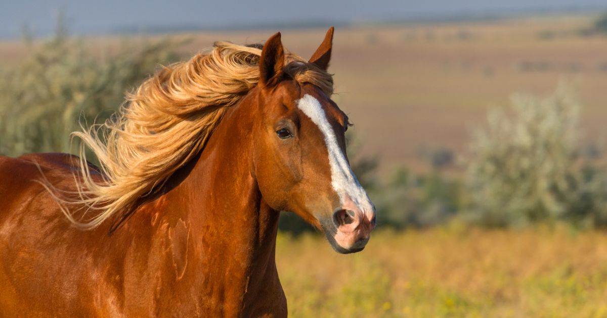298+ Unique Red Horse Names