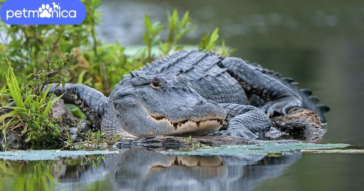 351+ Unique Alligator Names
